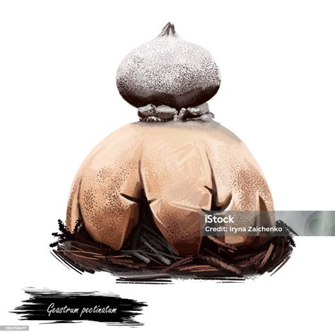 Geastrum Pectinatum 부리 또는 베레모 어스스타 버섯 클로즈업 디지털 아트 일러스트 볼레투스는 크림 과일 몸을 가지고 있으며 별이나 꽃처럼 보입니다 버섯 계절