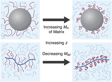 Direct Visualization Of Bottlebrush Polymer Conformations In The Solid State Pnas