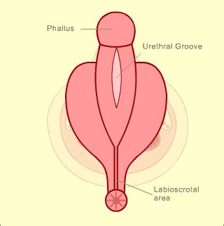 NOVA Online Sex Unknown Week 9Male