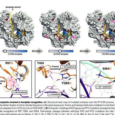 Pdf Synthetic Evolutionary Origin Of A Proofreading Reverse Transcriptase