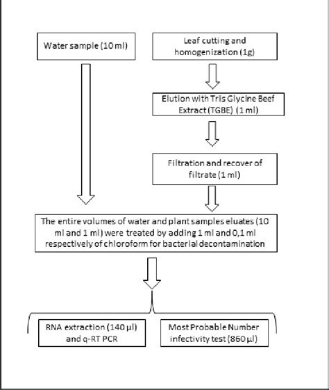 Sample Processing For Virus Quantification The Sample Volumes From