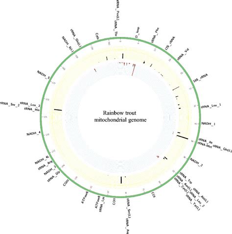 Distribution Of The Differentially Expressed Rainbow Trout Mitosrnas