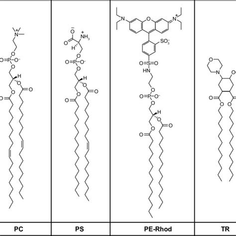 Scheme Of Ph Induced Conformational Flip Of Lipid Trigger Tr
