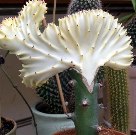 大戟科 CACTUS AND SUCCULENT 仙人掌與多肉植物