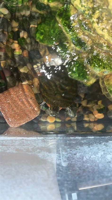 Help Identify Rturtle