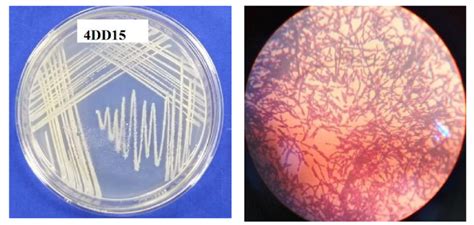 Macroscopic And Microscopic View Of Bacteria 4dd15 Bacillus Subtilis Download Scientific