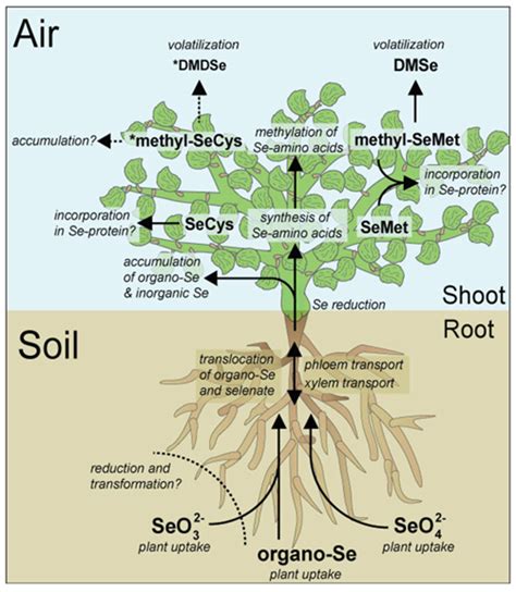 The Uptake Of Nutrient Molecules Is Known As