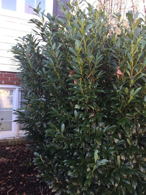 Bush Type In The Plant Id Forum