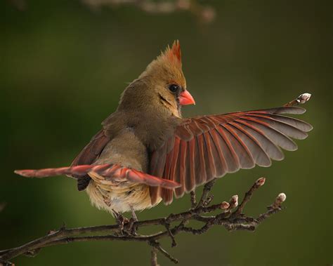 Pretty Girl Shutterbug