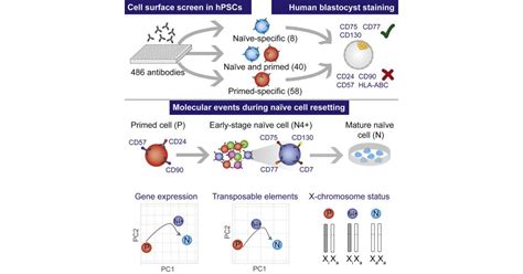 Cell Surface Marker Market Illuminating Pathways In Disease Research Global Trends And