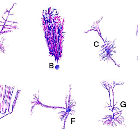Neurons Exhibiting An Extraordinary Morphological Diversity The Shape