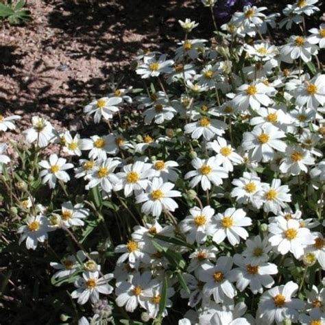 Melampodium Leucanthum Blackfoot Daisy Green Things Nursery Green