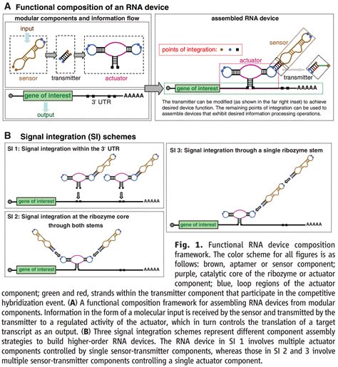 functional rna glyphs · issue 79 · synbiodex sbol visual · github
