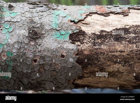 La Bella Corteccia Di Unalbero Tagliato Texture Creata Dalla Corteccia Di Un Albero Stock