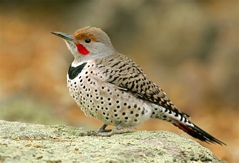 Wild Profile Meet The Northern Flicker Cottage Life