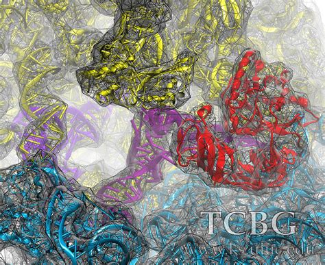 Ribosome Decoding The Genetic Message Eduard Schreiner 2011 Request