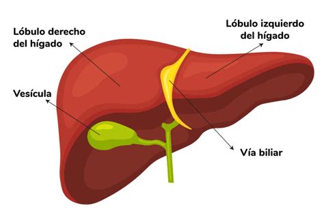 El Papel Del Hígado En Dolores Musculoesqueléticos Y Migrañas