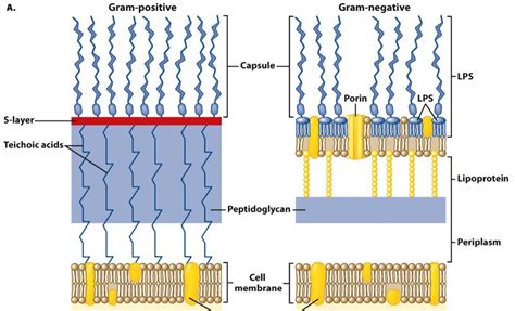 Lecture 3and4 Microscopy Cell Structure And Function Diagram Quizlet