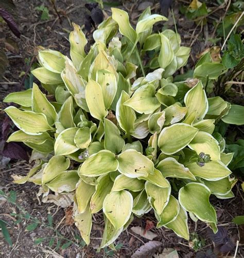 Mouse Ear Hostas Fafard