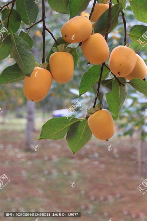 柿子园果实植物花草摄影素材汇图网