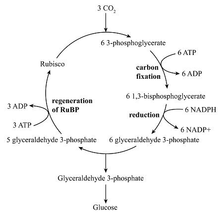 Draw A Diagram To Show The Calvin Cycle And Explain Each Step