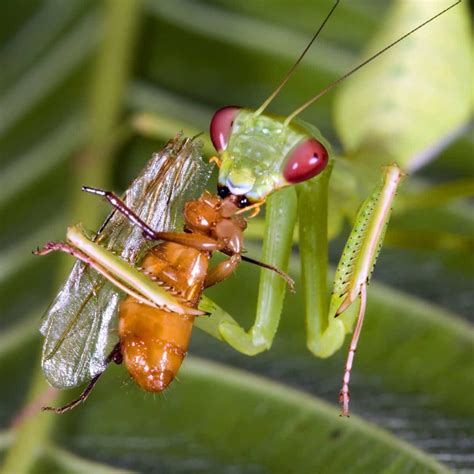 What Does The Praying Mantis Symbolize At Cody Wray Blog