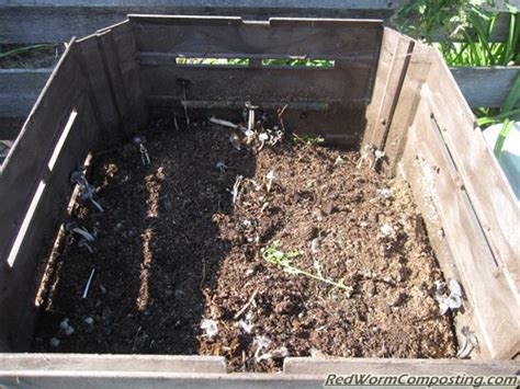 Cat Litter Composting 08 07 09 Red Worm Composting