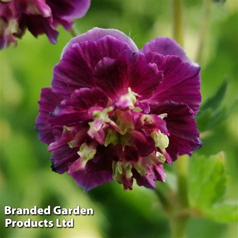 Geranium Phaeum Joseph Green