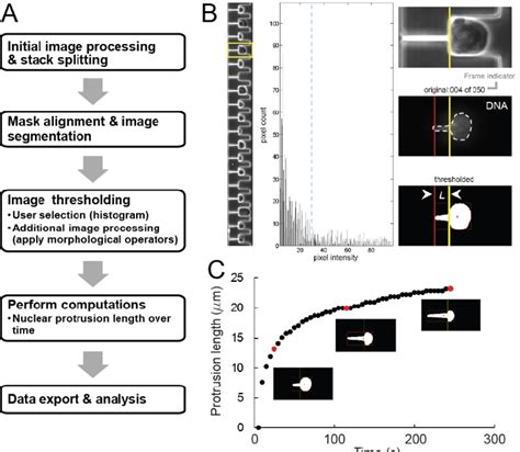 Custom Designed Matlab Software Enables Rapid Analysis Of Nuclear Download Scientific Diagram