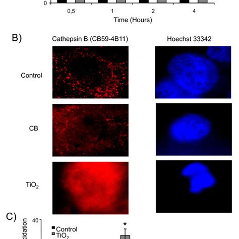 Distinct Apoptotic Pathways In 16hbe14o Cells After Cb And Tio2 Np