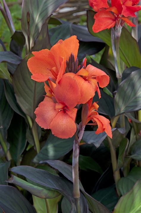 Canna Cannova Bronze Orange Ball