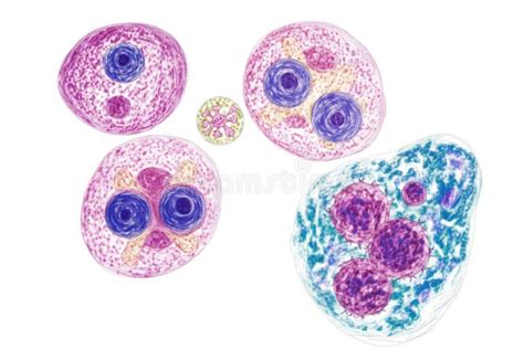 A Cluster Of Cells Illustration Of Cell Morphology Stock Image Image Of Culture Scientific