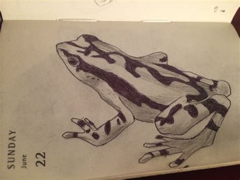 Poison Dart Frog Drawing At PaintingValley Com Explore Collection Of Poison Dart Frog Drawing