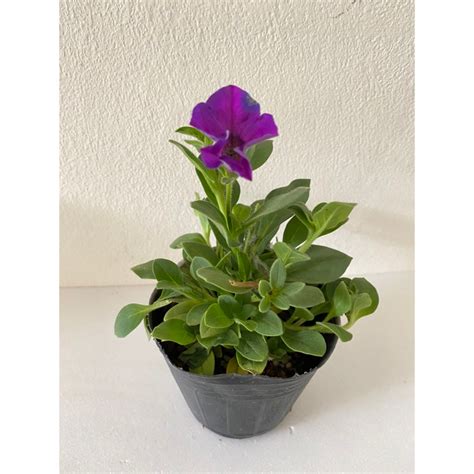 歐洲牽牛花 25寸盆 矮牽牛花 牽牛花 矮牽牛 草花 多整顏色，牽牛花 25寸盆 蝦皮購物