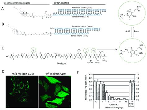 A The Chemical Structure Of Cholesterol Sirna Conjugate B The Download Scientific Diagram