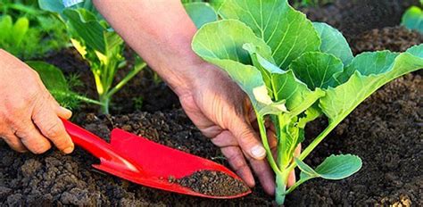 Подкормка капусты белокочанной: 20 вариантов для каждого этапа