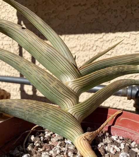 Aloe Brunneostriata Agaveville