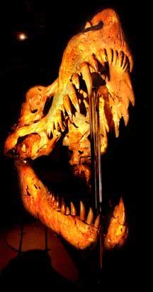 Deinosuchus Vs T Rex