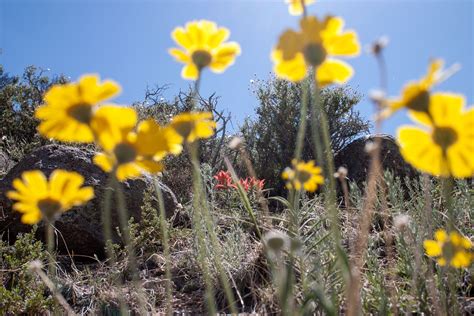 Mountain Daisy Scene Behance