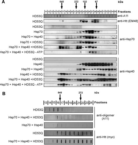 hsp70 and hsp40 associate specifically with soluble mutant htt