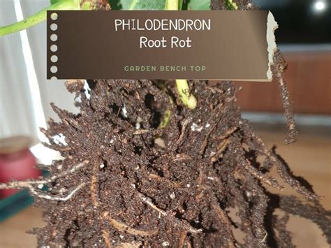 Is Your Philodendron Starting To Show Signs Of Root Rot Symptoms And Treatments