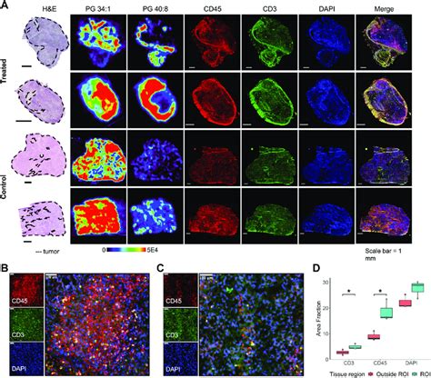 Immune Cells Spatially Colocalize With Polyunsaturated Lipid Species In Download Scientific