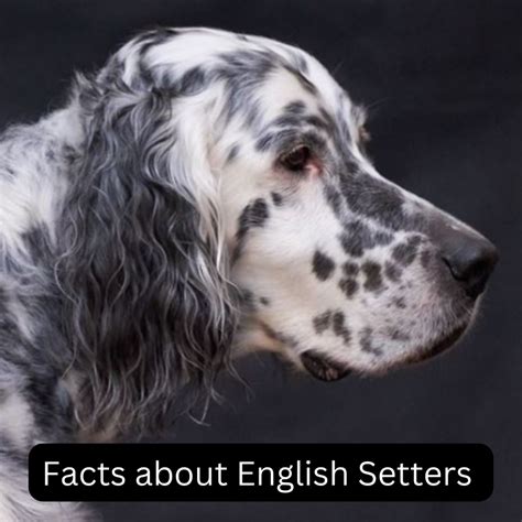 15 Facts About English Setters Hubpages