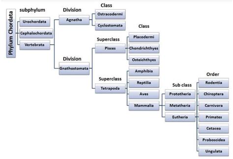 Overview Of Chordate Classification Classnotes Ng