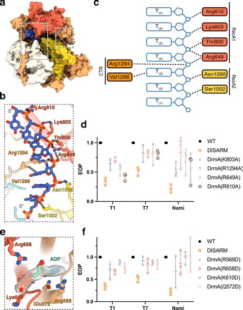 Both Ssdna And Nucleotide Cofactor Binding Are Essential For Disarm