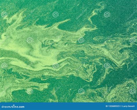 Abstract In Algae Stock Image Image Of Liquid Bubble 132680523