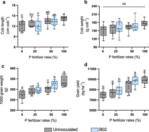 Effect Of The Inoculation Of Rhizobium Sp B02 On The Cob Length A