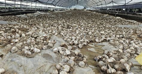 수박 멜론 고추에 수확해 말리던 마늘까지…경남 농가들 물폭탄에 ‘깊은 한숨