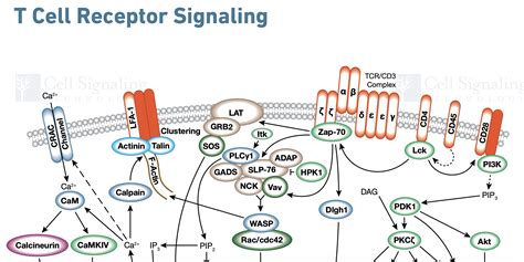 T Cell Basics What A Disease Researcher Needs To Know Cst Blog