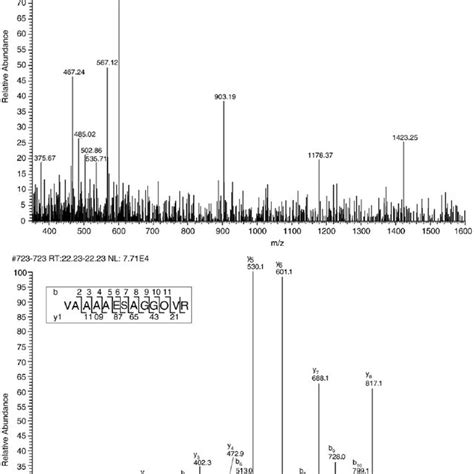 Lc Msms Analysis Of A Peptide From The Tryptic Digest Of Spot 58 A